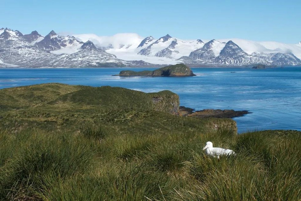 Divórcio no mundo animal: separação é mais comum para albatrozes ...