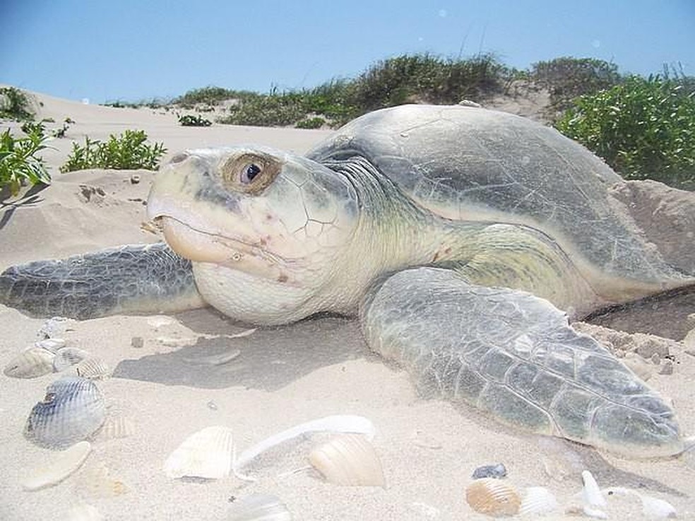 10 Espécies Marinhas Ameaçadas De Extinção Comportamento Vida De Bicho