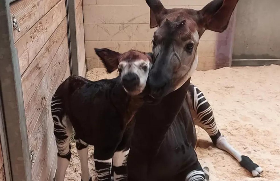 Nasce filhote de espécie rara, prima da girafa e com 'bumbum' de zebra ...
