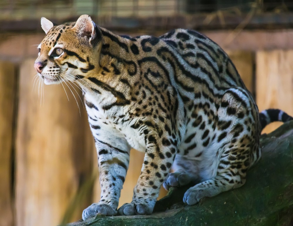 Conheça o gato-maracajá, felino adaptado para viver em árvores ...